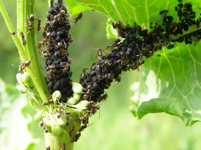 currant پر بہاؤ