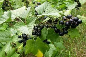 Penerangan Black Currant Variety Belarusian Sweet, Landing and Care