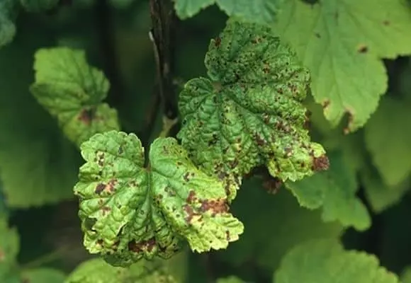 Antraznose currants.