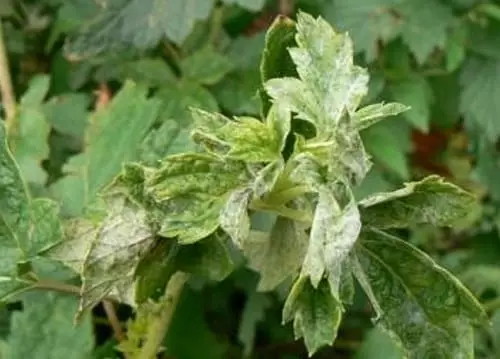 ಕರ್ರಂಟ್ನಲ್ಲಿ ಸ್ಪೋರೆಕ್