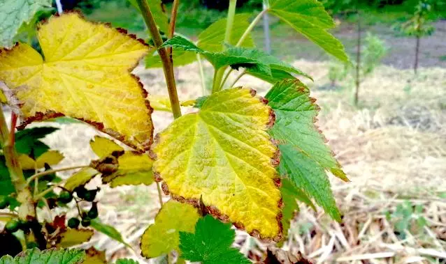 foglie gialle di ribes