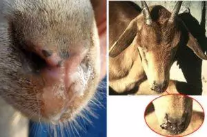 Causes i símptomes de la piroplasmosi en cabres, tractament i prevenció