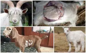 Causas y signos de estreñimiento de una cabra y qué hacer, medidas de prevención.