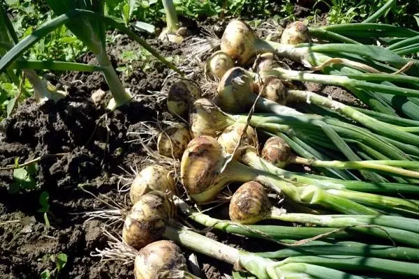 4 best ways how to properly dry onions at home for the winter