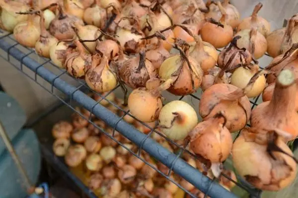4 best ways how to properly dry onions at home for the winter
