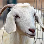 Goats Dandruff: Ano ang gagawin at ano ang dahilan, paggamot at pag-iwas 3779_3