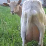 Goats Dandruff: Ano ang gagawin at ano ang dahilan, paggamot at pag-iwas 3779_4