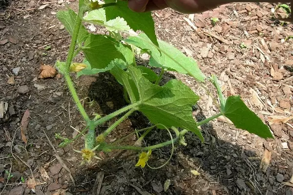 밀도 표시기