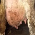 Mmanụ nke Mastitis: Ihe na-akpata ya na mgbaàmà, ọgwụgwọ ehi na mgbochi 3786_4