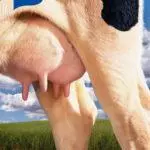 Mmanụ nke Mastitis: Ihe na-akpata ya na mgbaàmà, ọgwụgwọ ehi na mgbochi 3786_5