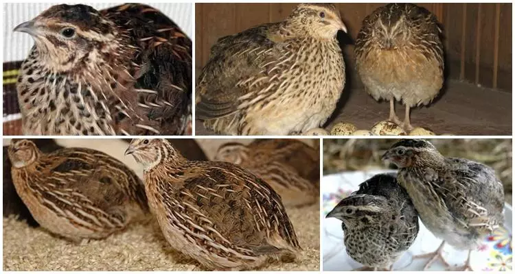 Quail- ի հիվանդություն