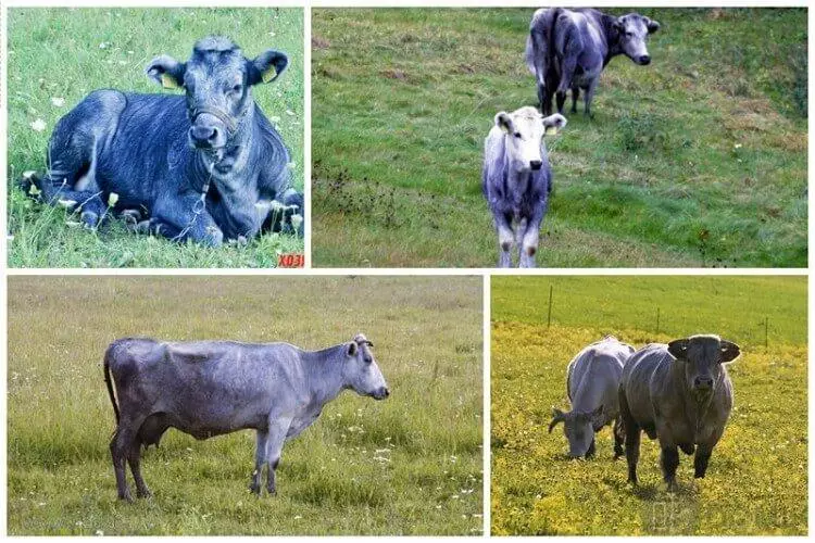 拉脱维亚蓝色牛
