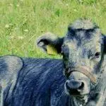 Latvian Blue Cow: Description ug Mga Kinaiya sa Breed, Sulud 3792_3