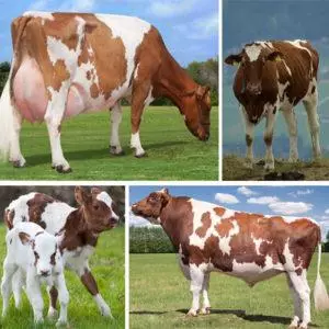 牛和护理的Ayrshir品种的描述和特征
