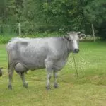 Latvian Blue Cow: Description ug Mga Kinaiya sa Breed, Sulud 3792_6
