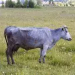 Latvian Blue Cow: Description ug Mga Kinaiya sa Breed, Sulud 3792_7