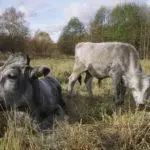 Latvian Blue Cow: Beskrivelse og egenskaper av rasen, innholdet 3792_8