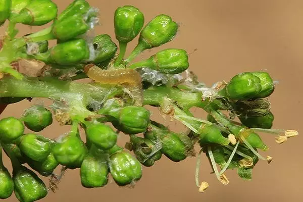 ગ્રાઇન્ડીંગ લાસ્ટર