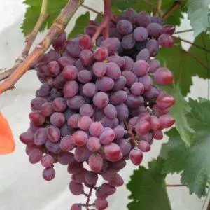 Descrição das uvas uvas Zaporizhia Kishams, pouso e regras crescentes