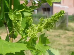 Que ano depois de plantar mudas é uvas de frutas quando começa a dar a primeira colheita