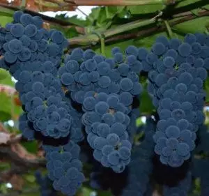 Description et caractéristiques des raisins express tôt, atterrissage et soin