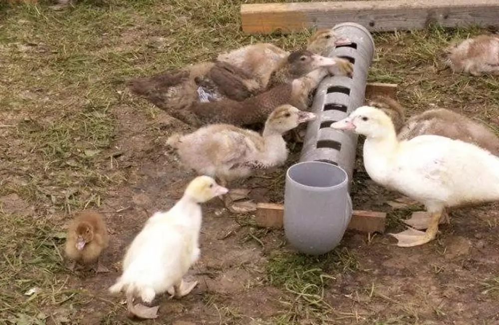 Ördek yavrusu için içme kase