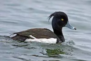 Por que os patos nadan ao redor da auga e que os axudan a eles non mollados, as características dos paxaros