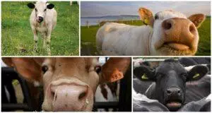 गाय घरी खोकला आणि उपचार का करतात