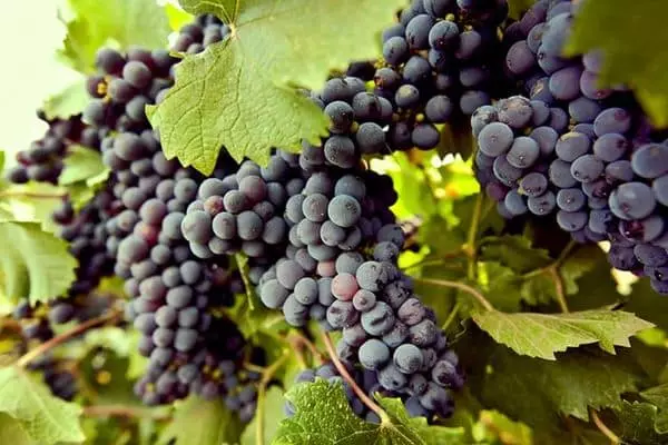 Zapylenie winogron
