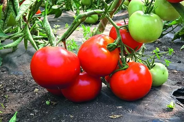 Ongororo nezve tomate