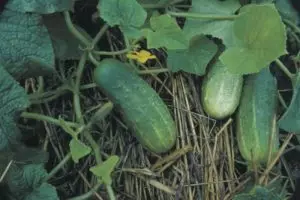 Nkọwa nke cucumbers nke Gokhovitsky ọkwa, njirimara na ịkụ