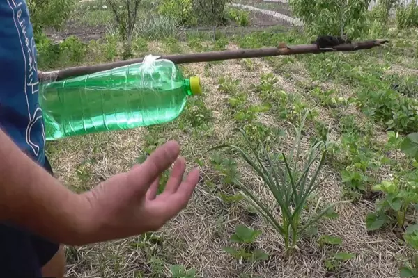 Drip Laistīšana ar savām plastmasas pudelēm tomātu ar video un fotoattēliem