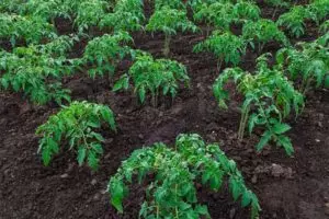 Regras de agrotecnia de crescentes tomates em terra aberta e estufa