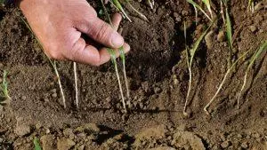Jaké fáze jsou půda, popisy 4 hlavní a jejich účinek na rostliny