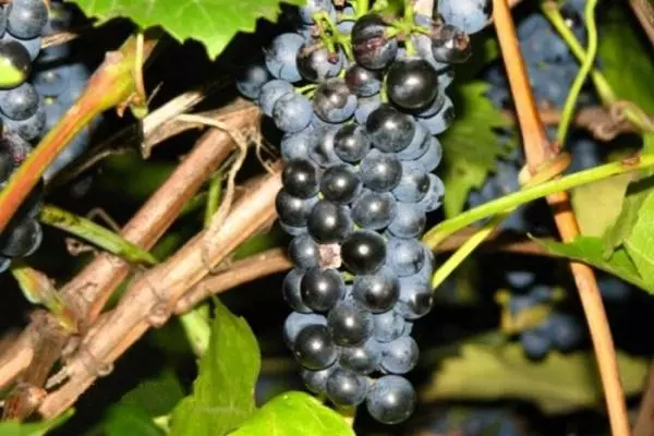 Grapes Mukuzani.
