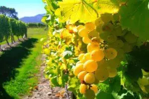 Descrición e finura dos crecentes uvas de uva triunfar