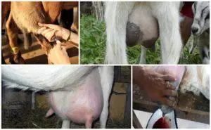 La raison de l'apparition de sang dans le lait a une chèvre, que faire et traiter des méthodes