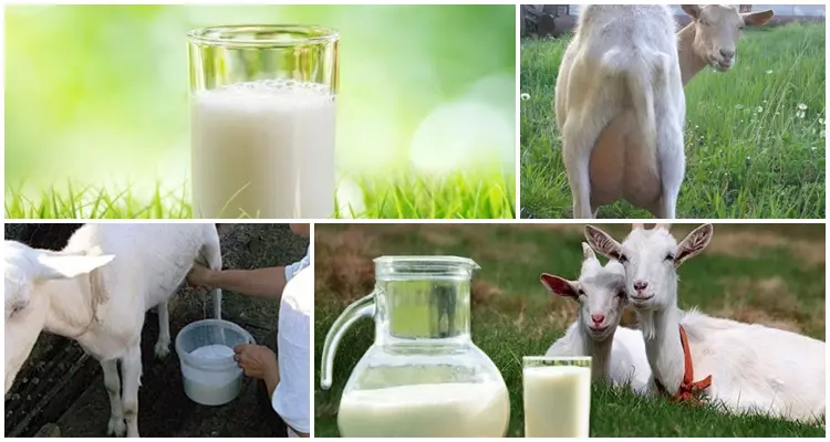 leite de cabra