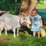 Pourquoi le lait de chèvre sent: raisons et comment éliminer rapidement l'odeur désagréable 3822_3
