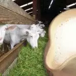 Pourquoi le lait de chèvre sent: raisons et comment éliminer rapidement l'odeur désagréable 3822_5