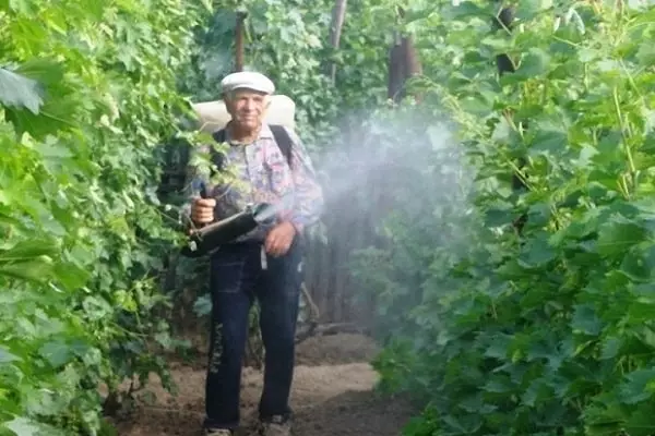 Spraying vínber