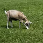 Prečo kozy jedia pôdu a variť dosky: dôvody a čo robiť, prevencia 3826_3