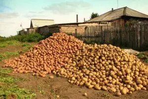 Lista das mellores variedades de pataca para 2021, tendo en conta os criterios diferentes