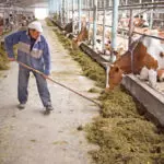 Cerveza aplastando como alimento para el ganado: lo que es, pros y contras de la aplicación. 3835_4