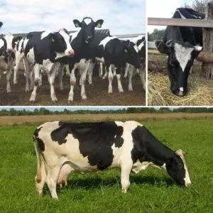 Características de la alimentación de vacas secas y estándares de concentrado en la dieta.