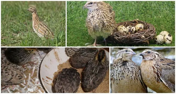 quails ຫຼາຍ