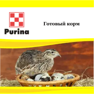 קומפוזיציה purina עבור quails ואת היתרונות והחסרונות של הזנה, איך לתת