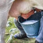¿Por qué la vaca disminuye la pesca: las causas de una fuerte disminución de la leche y qué hacer? 3840_3
