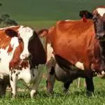 Pourquoi la vache diminue la pêche: les causes d'une forte diminution du lait et de quoi faire 3840_7
