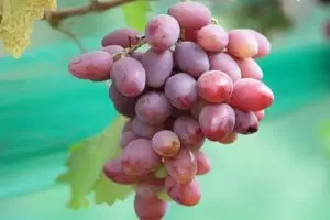 Opis i karakteristike grožđa Atamana, povijesti i pravila uzgoja